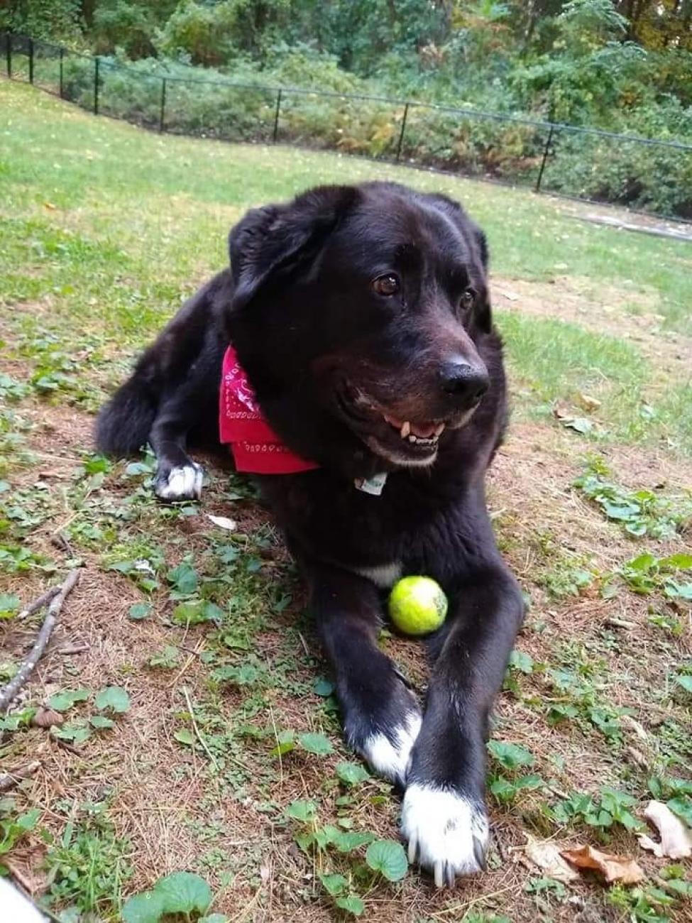 Tuesday Dubsky | The Pet Memorial