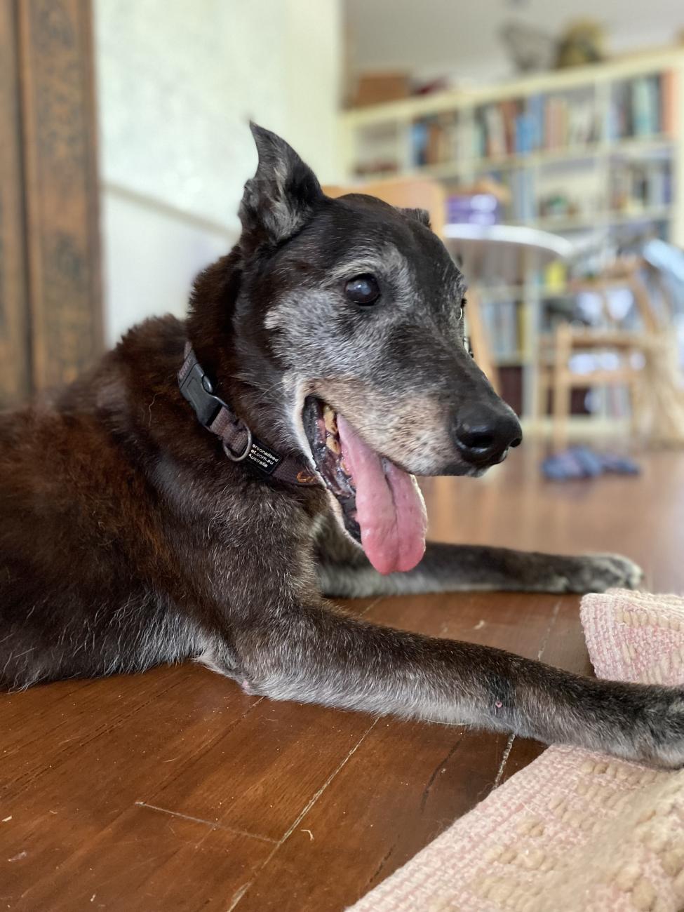 Captain Midnight | The Pet Memorial