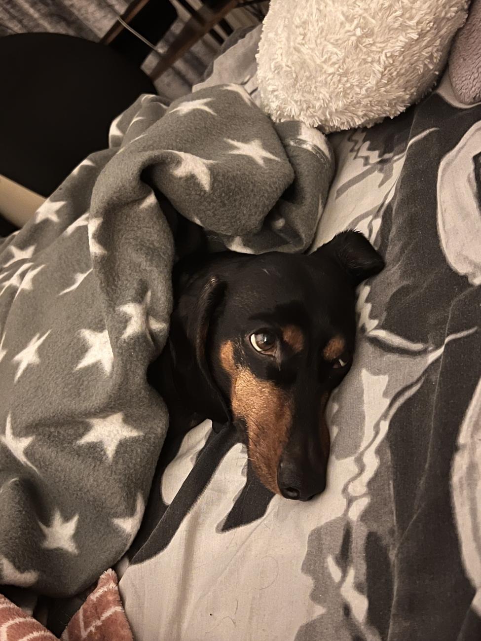 Coco Cortez | The Pet Memorial