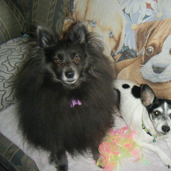Sammy Easterbrook | The Pet Memorial