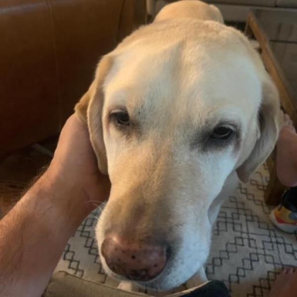 Rocky Lundak | The Pet Memorial