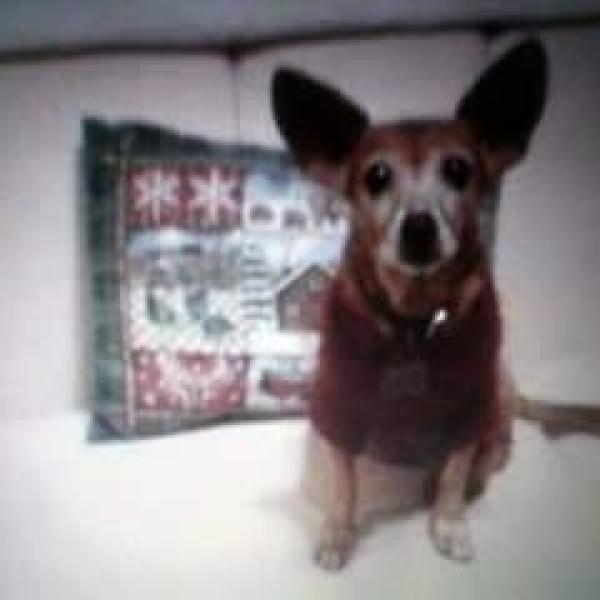 Patty Kake Blaine | The Pet Memorial