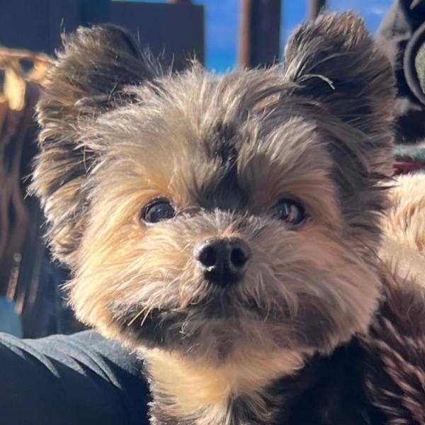 Tito Ramirez | The Pet Memorial