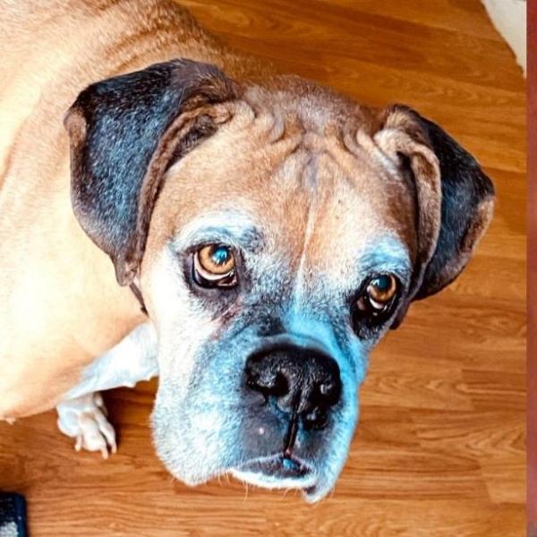 Jacob Marshall | The Pet Memorial