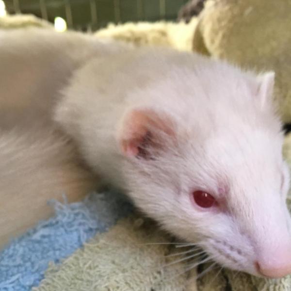 Izzy | The Pet Memorial