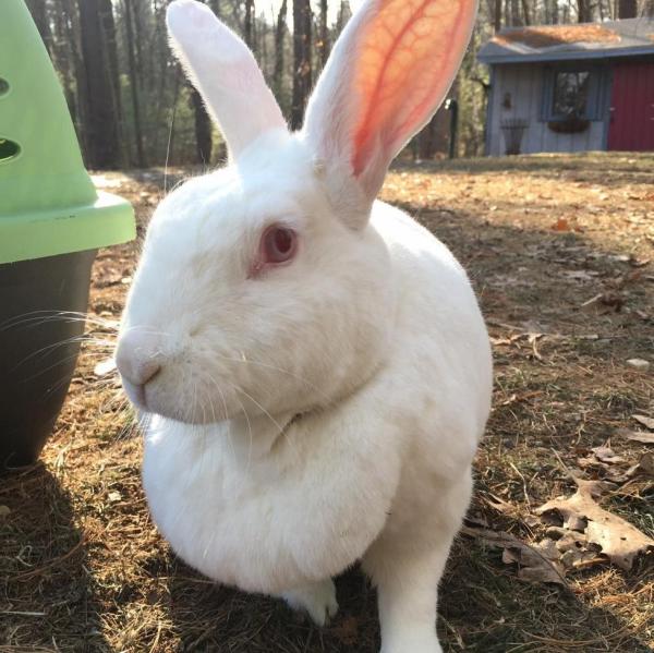 Ruby Simpson | The Pet Memorial