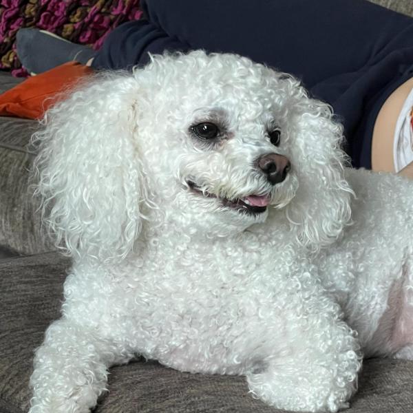 Princess Arano | The Pet Memorial