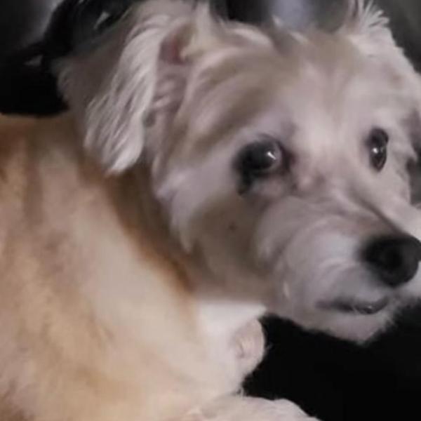 Brian Patron | The Pet Memorial