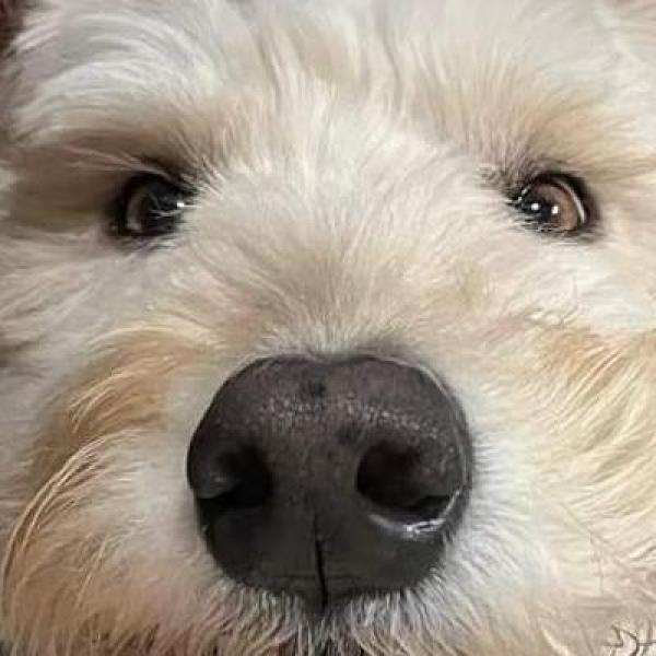 Flo Lidster | The Pet Memorial