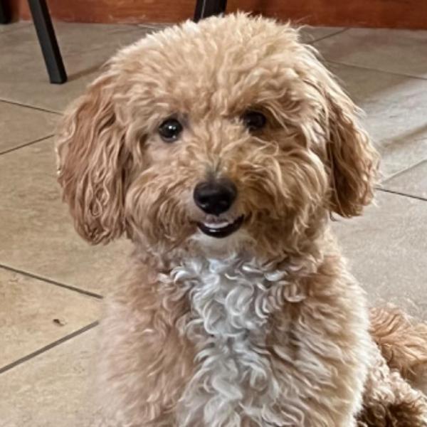 Gizmo Griffith | The Pet Memorial