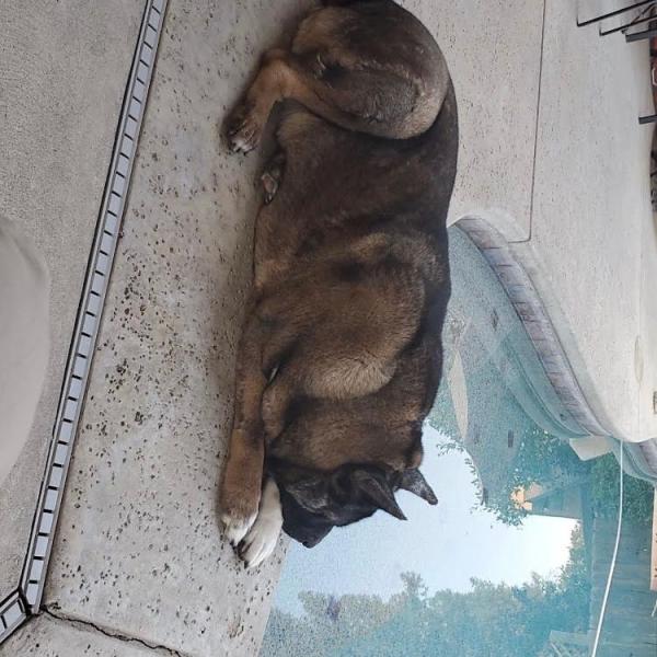 Ava (bear Bear) Jones | The Pet Memorial