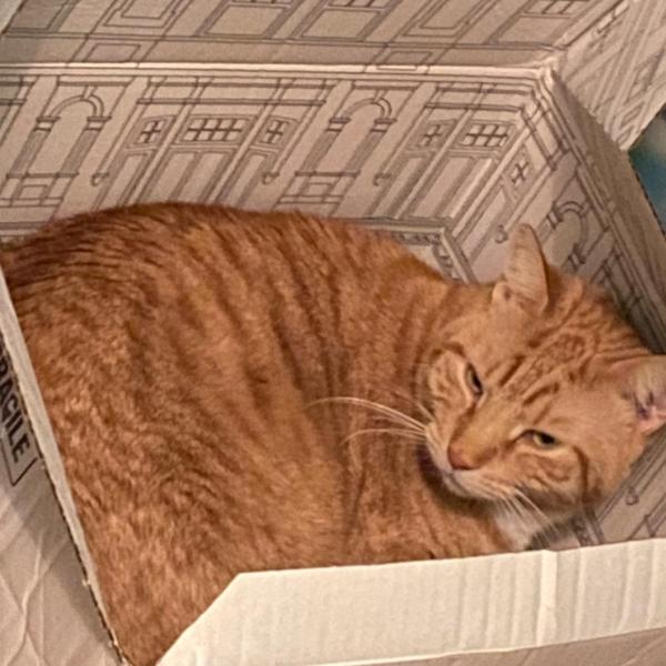 Sweetie Simpson | The Pet Memorial