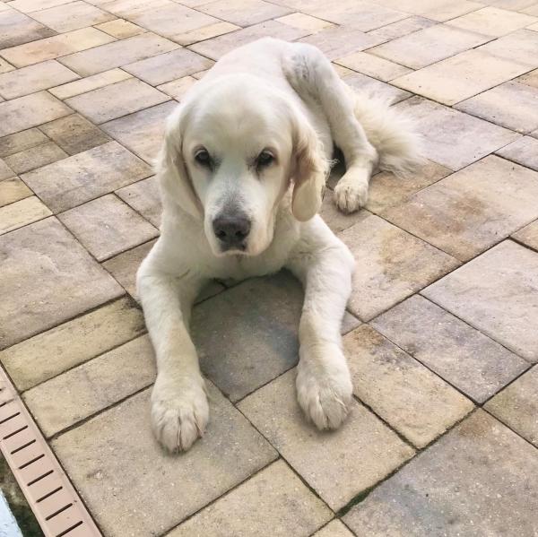 Cooper | The Pet Memorial