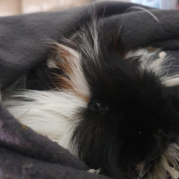 Noodle Poodle | The Pet Memorial