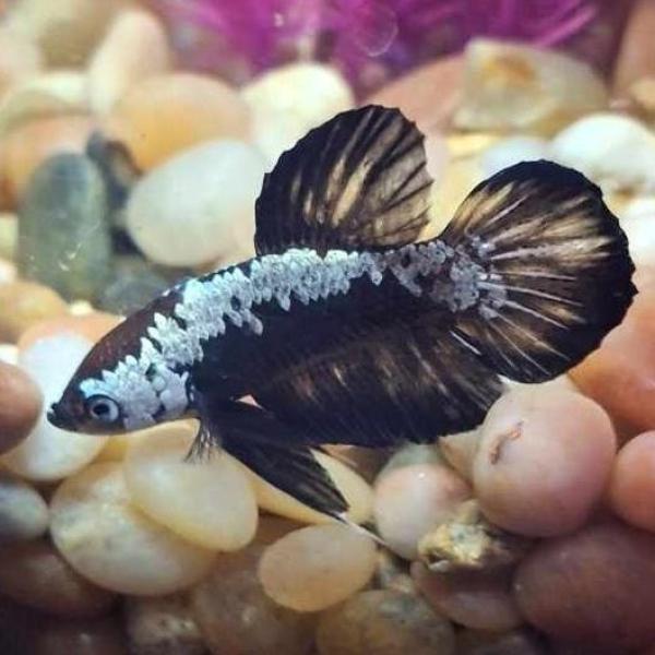 Kenji Young | The Pet Memorial