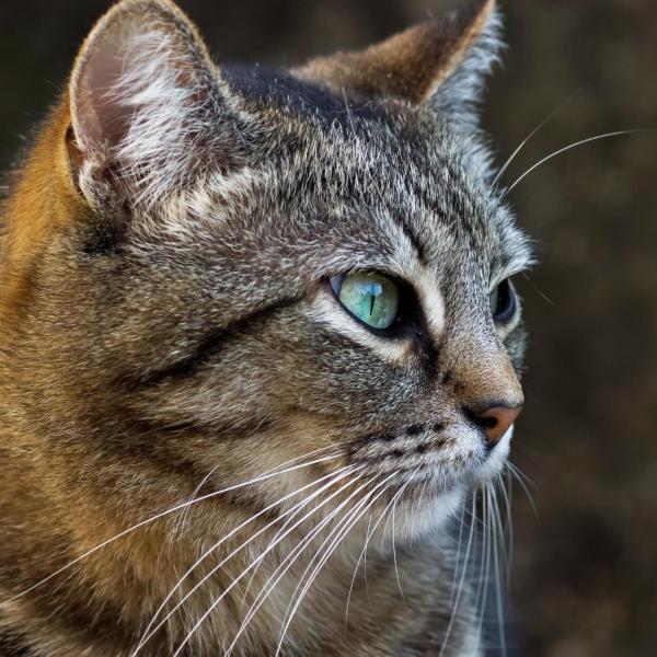 Luke | The Pet Memorial