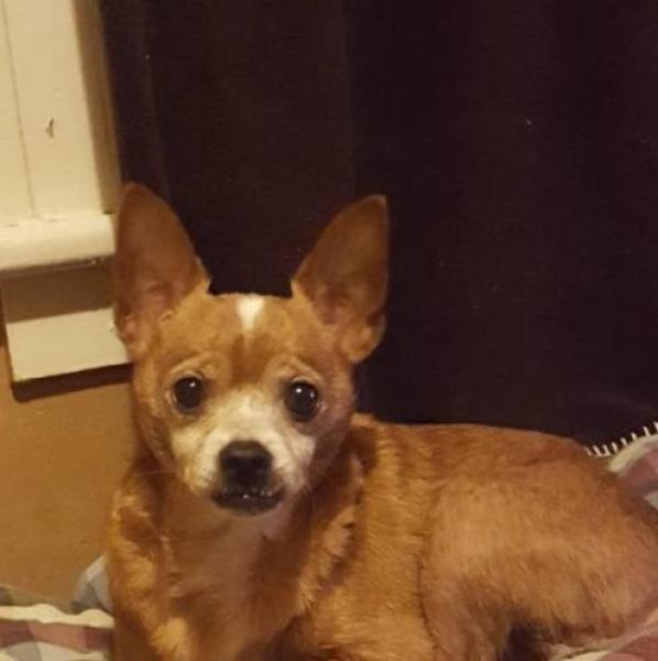 Charlie Wassmer | The Pet Memorial
