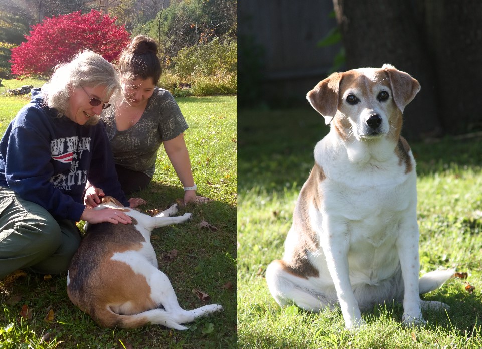 Moments After Her Death, Beagle Reappears To Say Goodbye