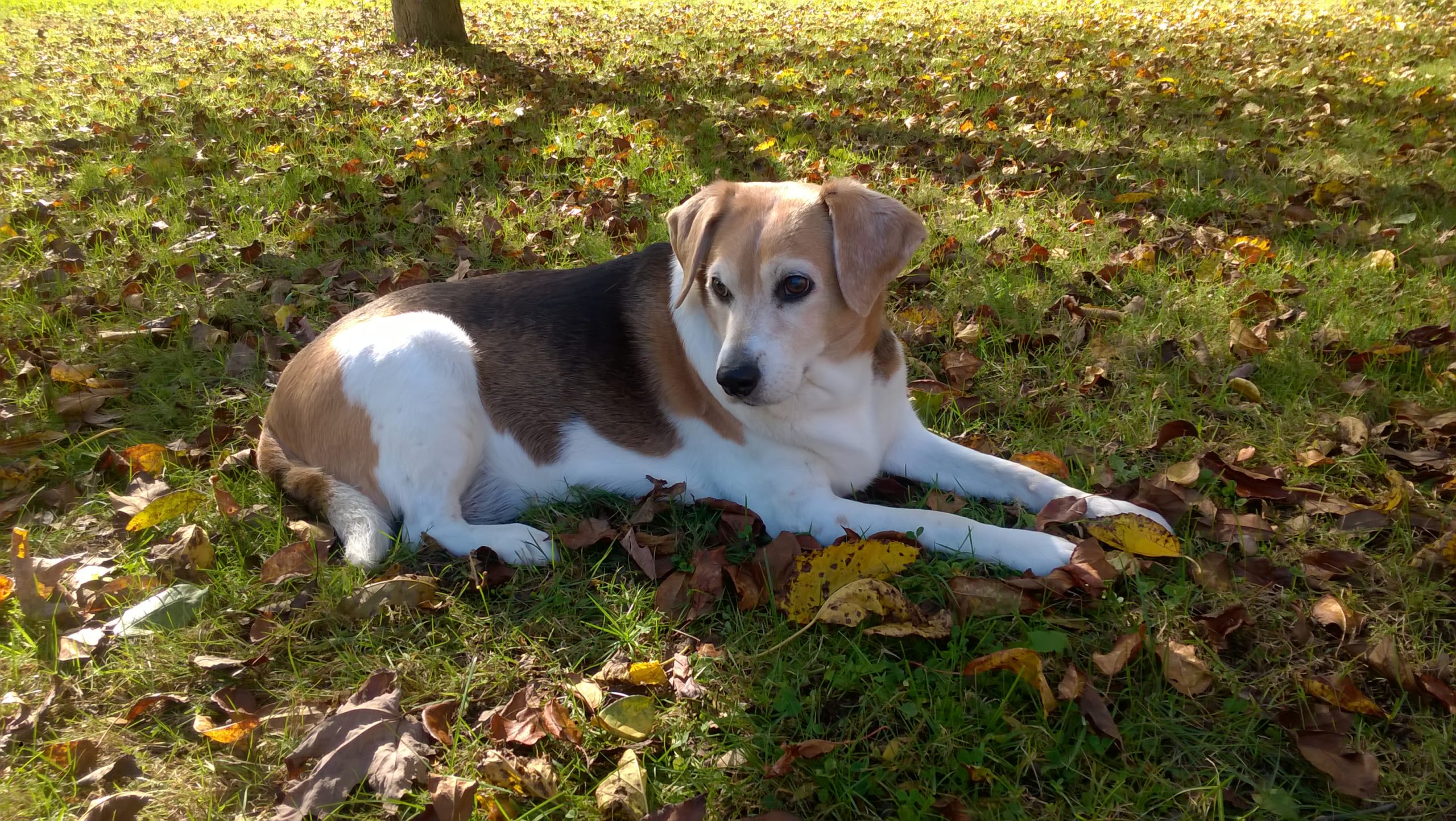 Moments After Her Death, Beagle Reappears to Say Goodbye . | The Pet ...