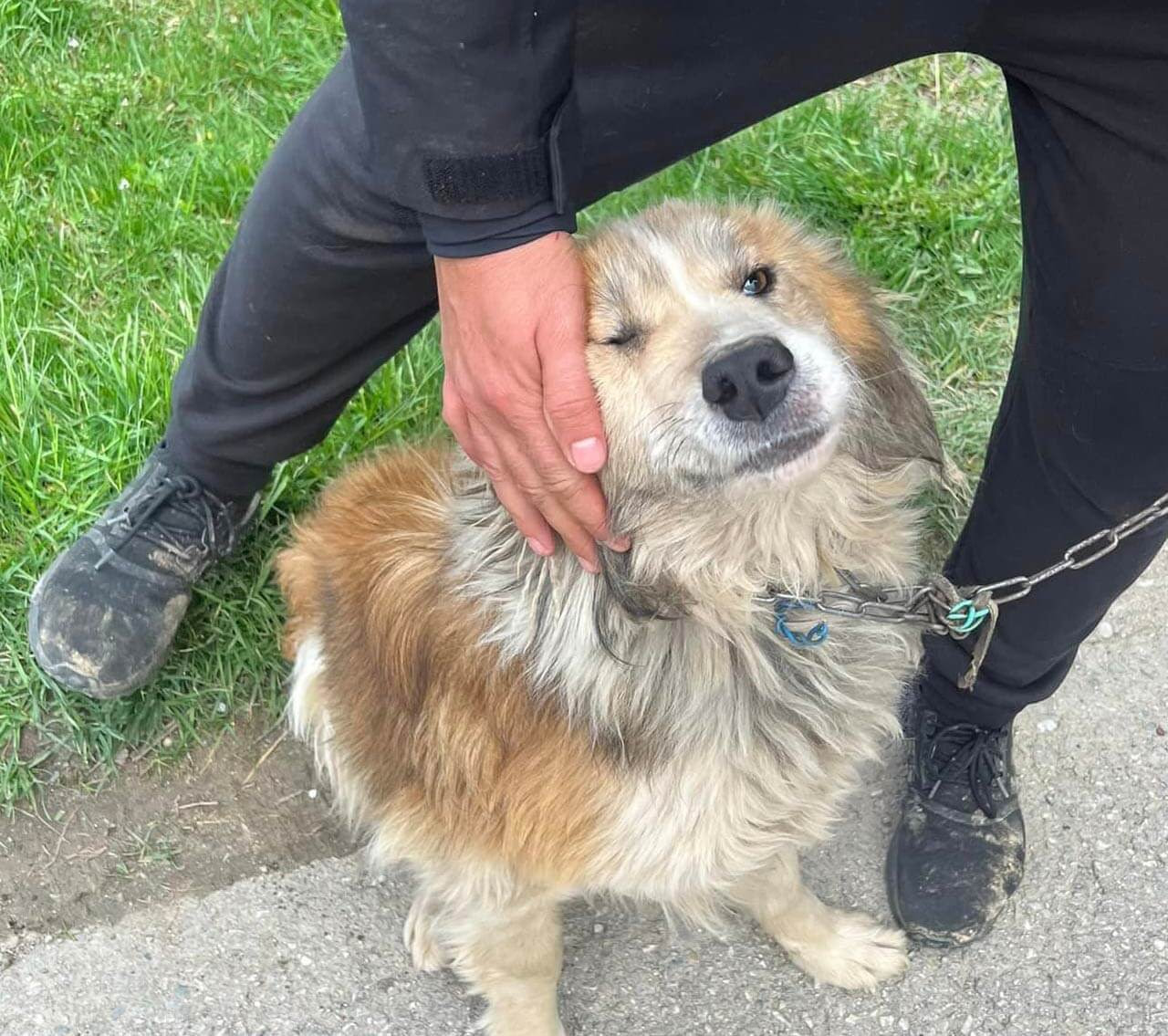 Rescuing Chained Dogs Internationally